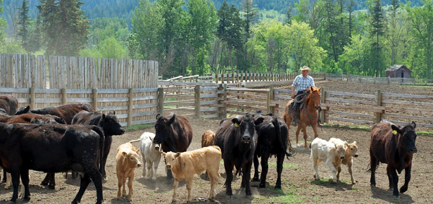 Looking to the Future